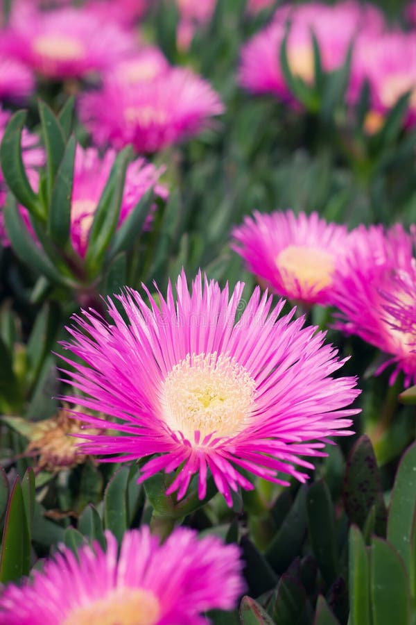 Carpobrotus Edulis - Ice Plant Stock Image - Image of spring, flora ...