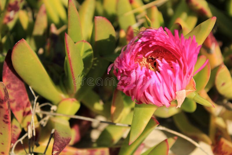 Carpobrotus Edulis Plant in the Garden in Spring. Stock Image - Image ...