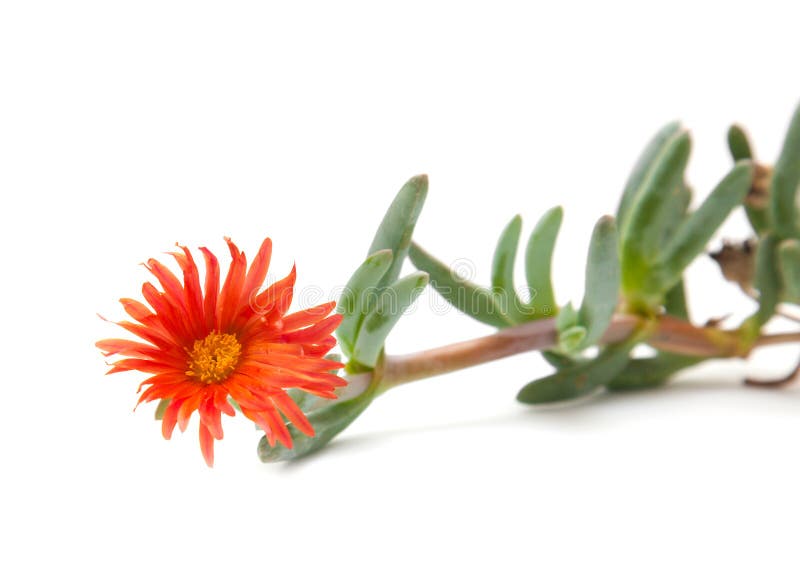 1,993 Figue De Mer Photos libres de droits et gratuites de Dreamstime