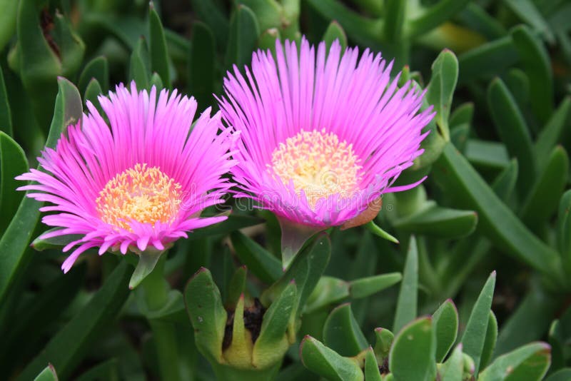 Carpobrotus modestus stock photo. Image of plant, biytifal - 237140264