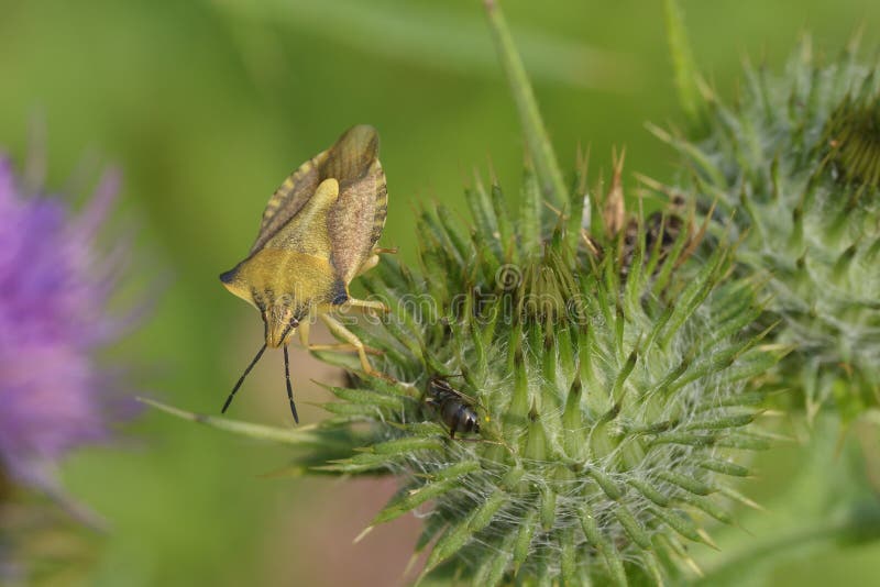 Carpocoris fuscispinus stock photo. Image of eyes, entomology - 31421384