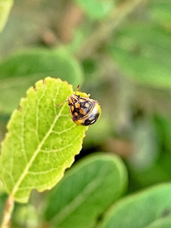 Carpocoris Pudicus, a Small Shield Bug, Features Green and Brown ...