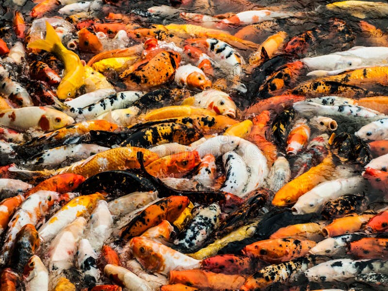 688 Chinese Carps Stock Photos - Free & Royalty-Free Stock Photos from ...