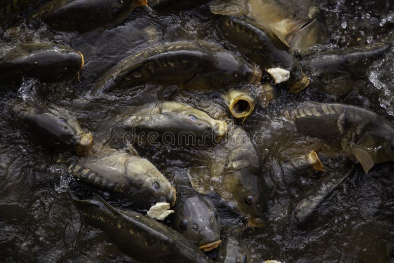 Carps in river stock image. Image of edible, hook, healthy - 152060831