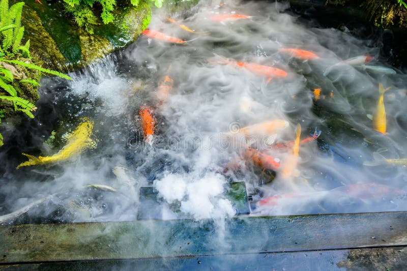 Carps in the Steaming Fish Pond Stock Photo - Image of beautiful, asian ...