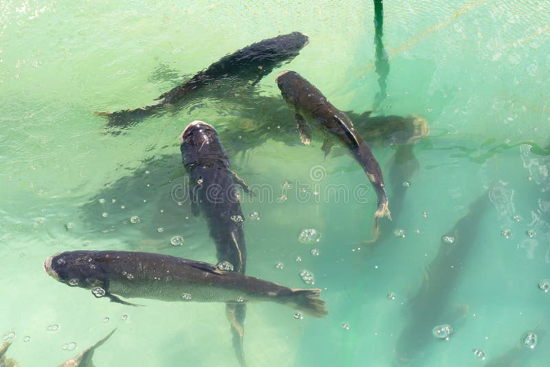 Carps Swims in a Pool on a Fish Farm Stock Image - Image of aquatic ...