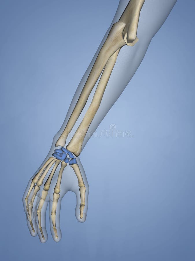 Carpus, Human Skeleton, 3D Model Stock Illustration - Illustration of ...