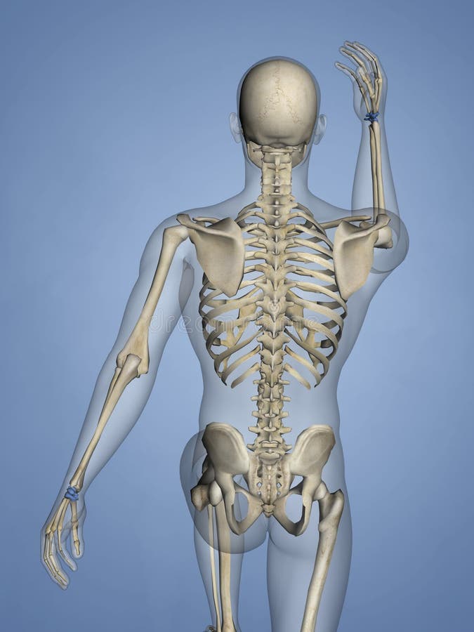 Carpus, Human Skeleton, 3D Model Stock Illustration - Illustration of ...