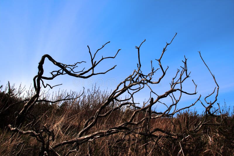 Carragh twigs 1 stock photo. Image of scene, outdoors - 4987800