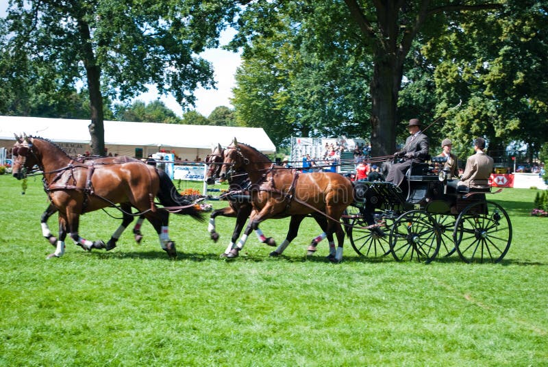 Horses with Carriage stock photo. Image of driving, sport - 10571378