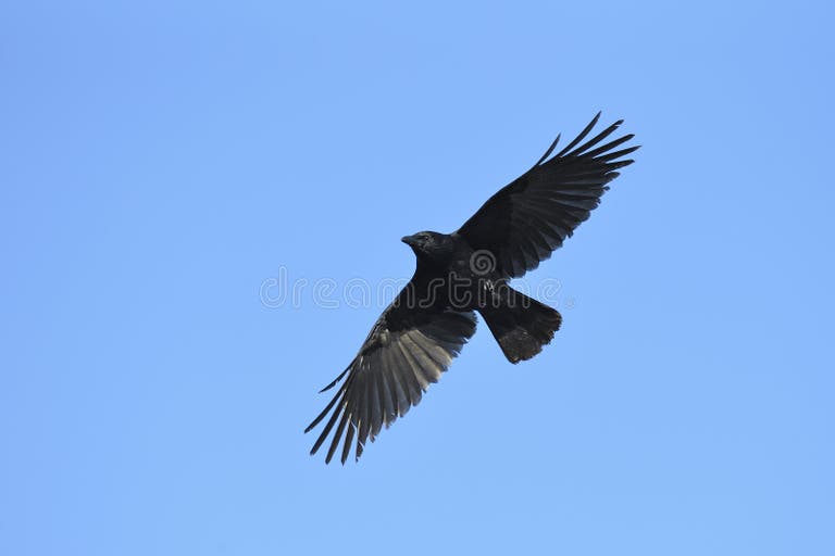 Carrian crow in flight stock photo. Image of wildlife - 29199610