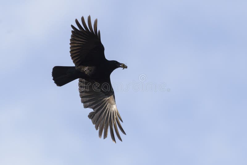 Carrian crow in flight stock image. Image of wind, wide - 70979703