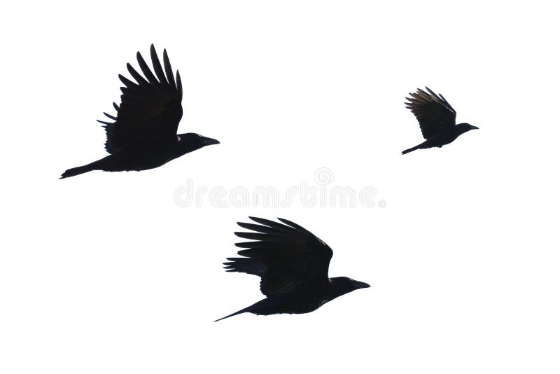 14,290 Crows Stock Photos - Free & Royalty-Free Stock Photos from ...