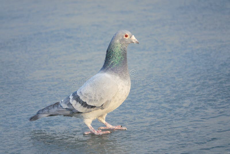 Carrier Pigeon Carrying and Delivering Mail Message Stock Photo - Image ...