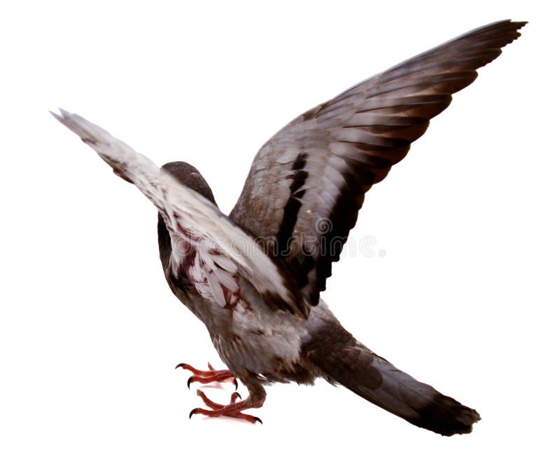 Carrier pigeon stock image. Image of freedom, blue, elegant - 219252745