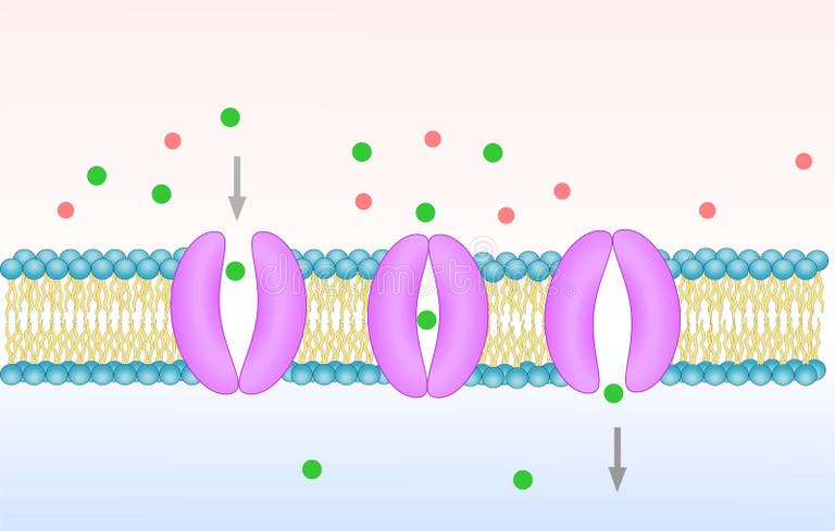 Carrier Protein Stock Illustrations – 141 Carrier Protein Stock ...