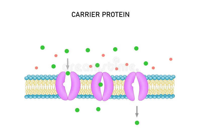 Diagram of Cell Membrane,phospholipid Bilayers Structure Stock Vector ...