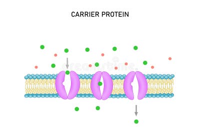 Carrier Protein for Cellular Transport Stock Vector - Illustration of ...