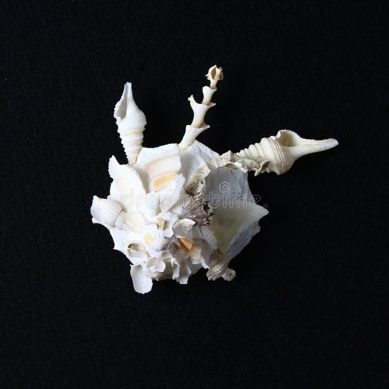 Sea Shell with Black Textured Background Wallpaper, Stock Photo - Image ...