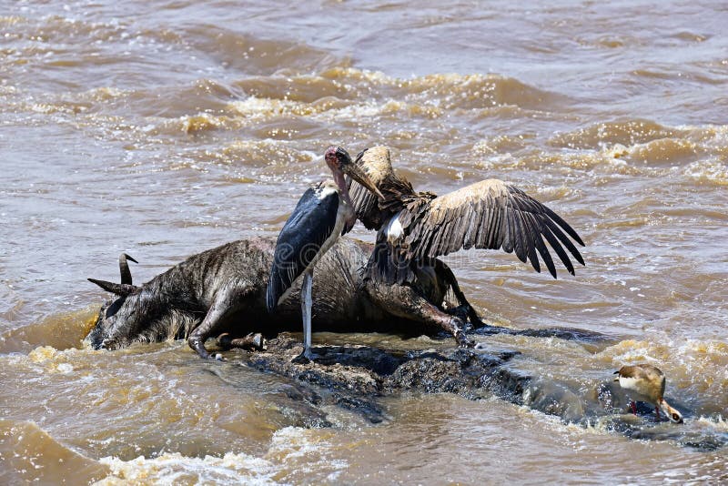 Carrion birds on the river stock photo. Image of mara - 79322982