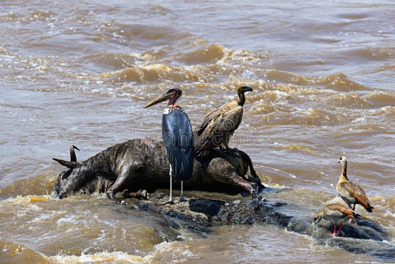 Carrion birds on the river stock image. Image of mara - 79323027
