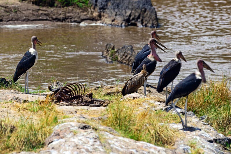 Carrion birds on the river stock image. Image of grief - 79324079