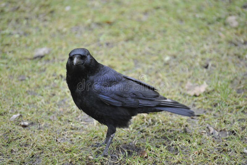 Crow or raven portrait stock image. Image of portrait - 18656597