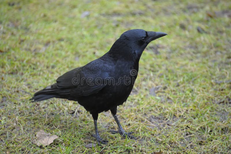 Crow or raven portrait stock photo. Image of beauty, black - 18656540
