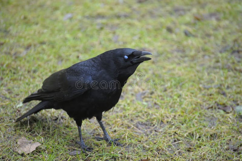 Carrion Crow stock photo. Image of gloomy, carrion, creature - 13721512