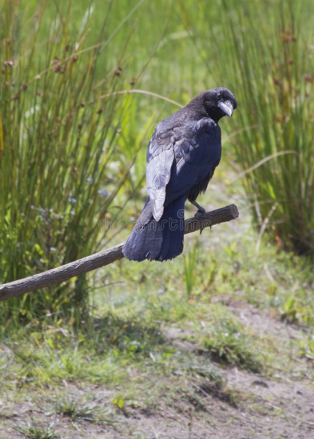 Carrion Crow stock photo. Image of carrion, glossy, bird - 20522928