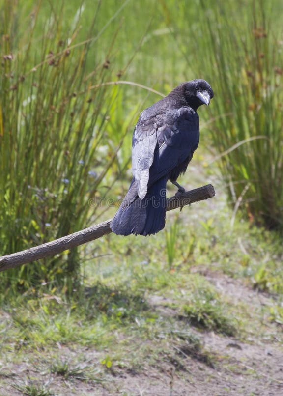 Carrion Crow stock photo. Image of carrion, glossy, bird - 20522928