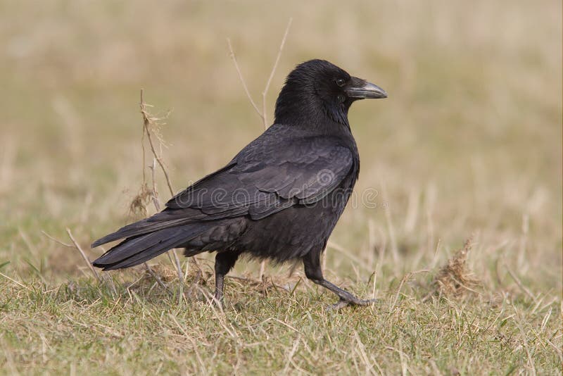 Crow or raven portrait stock image. Image of portrait - 18656597