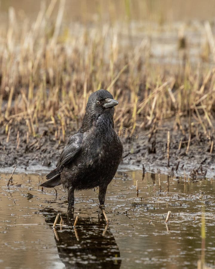 Carrion Crow Bathing in the Marsh Water Stock Image - Image of norfolk ...