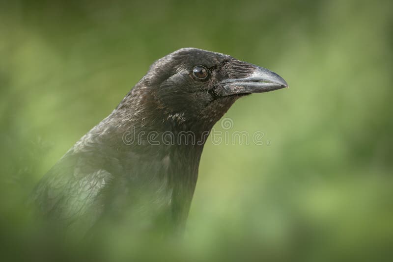 Carrion Crow at the Cobb stock image. Image of cobb - 138263915