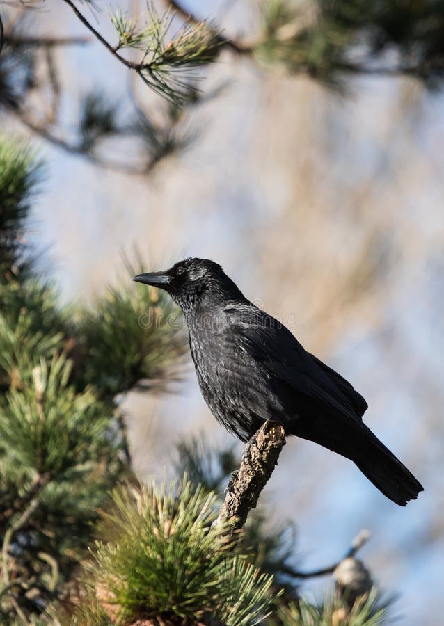 Carrion Crow, Corvo, Corvus Corone Foto de Stock - Imagem de outono ...