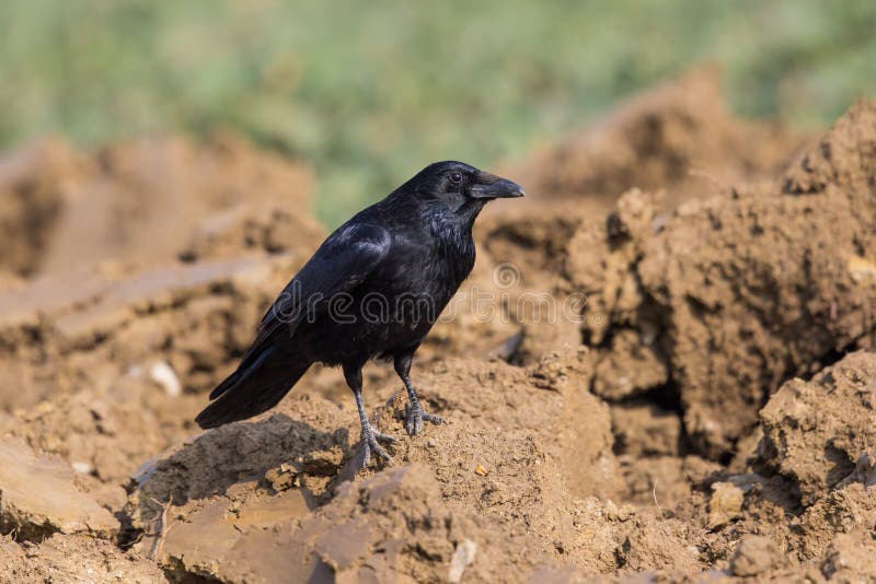 Carrion Crow (Corvus Corone Corone) Stock Photo - Image of beak, corvus ...