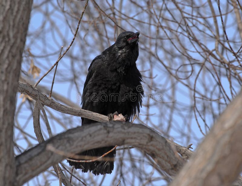 Carrion Crow at the Cobb stock image. Image of cobb - 138263915