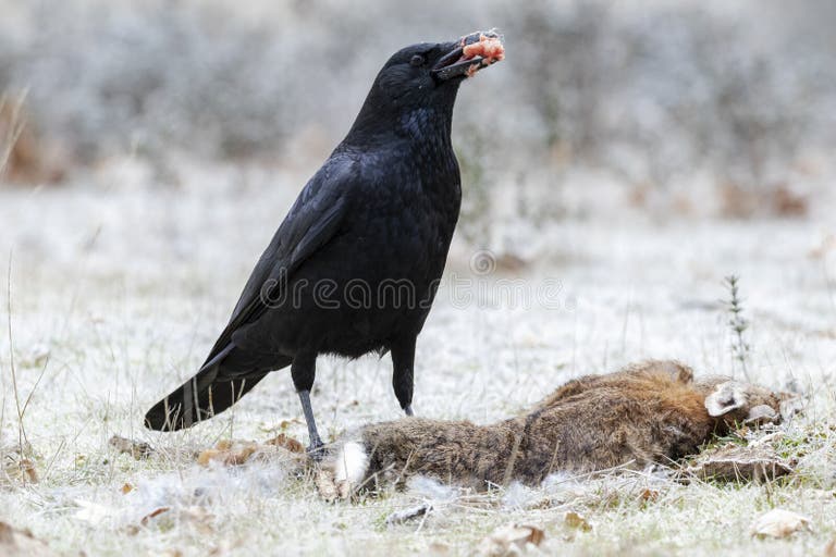 633 Dead Rabbit Stock Photos - Free & Royalty-Free Stock Photos from ...