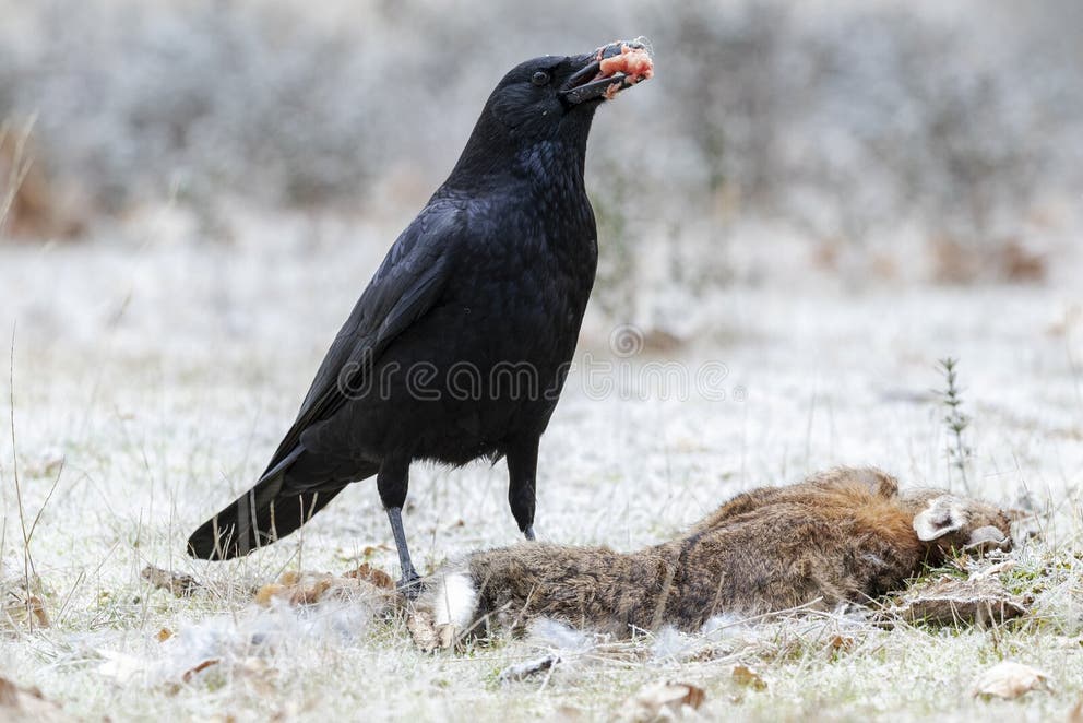 Carrion Crow Corvus Corone Feeding on the Ground from a Dead Rabbit ...
