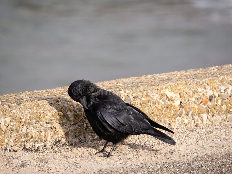 Carrion Crow, Corvus Corone, Grooming and Cleaning Feathers Stock Image ...