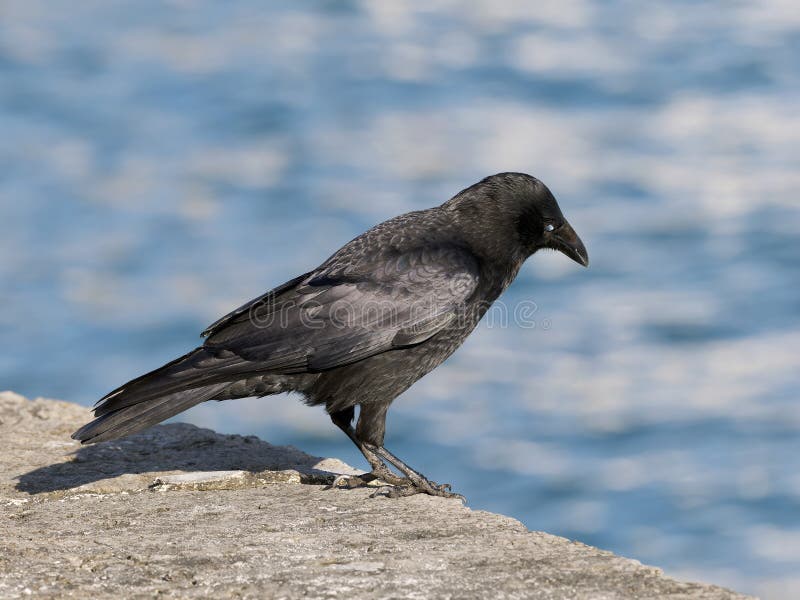 Carrion Crow at the Cobb stock image. Image of cobb - 138263915