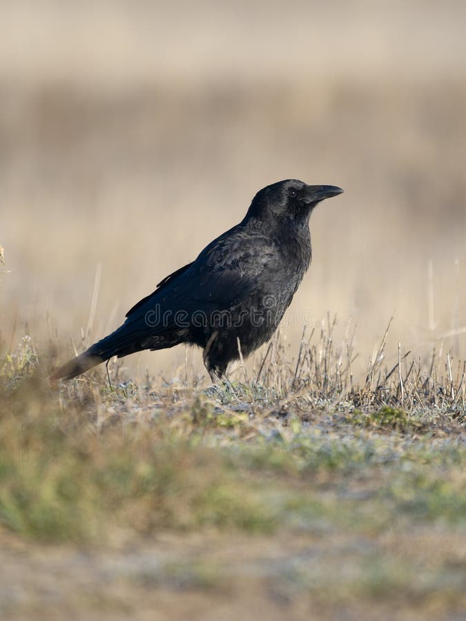 Carrion Crow, Corvus Corone Stock Image - Image of corvus, wildlife ...