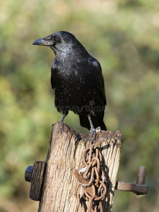 Carrion Crow, Corvus Corone Stock Image - Image of crow, bird: 348326233