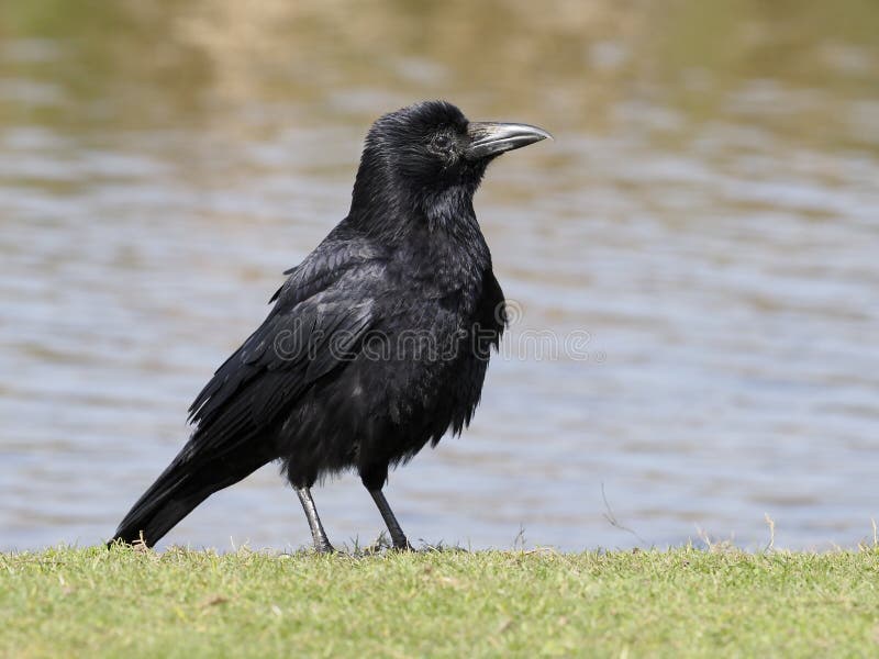 Carrion Crow, Corvus Corone Stock Image - Image of rook, feather: 91013045