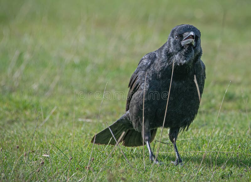 Carrion Crow at the Cobb stock image. Image of cobb - 138263915
