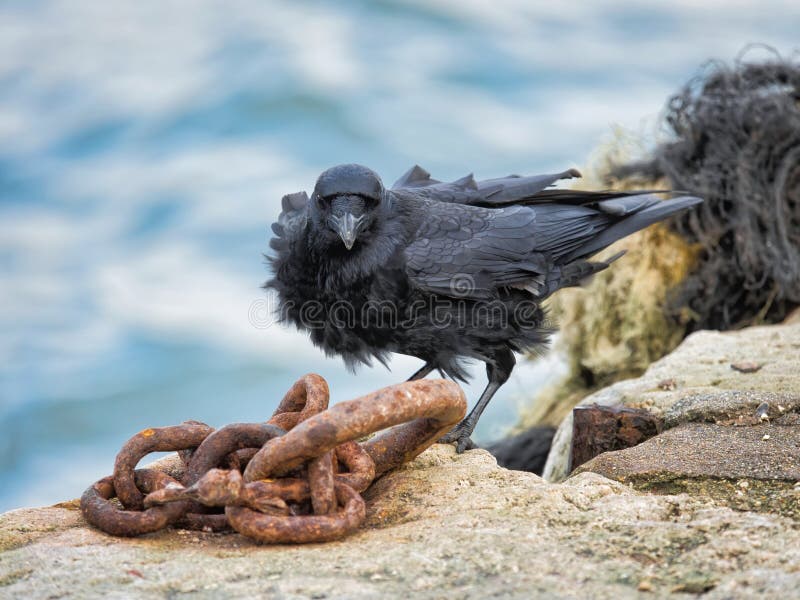 Carrion Crow at the Cobb stock image. Image of cobb - 138263915