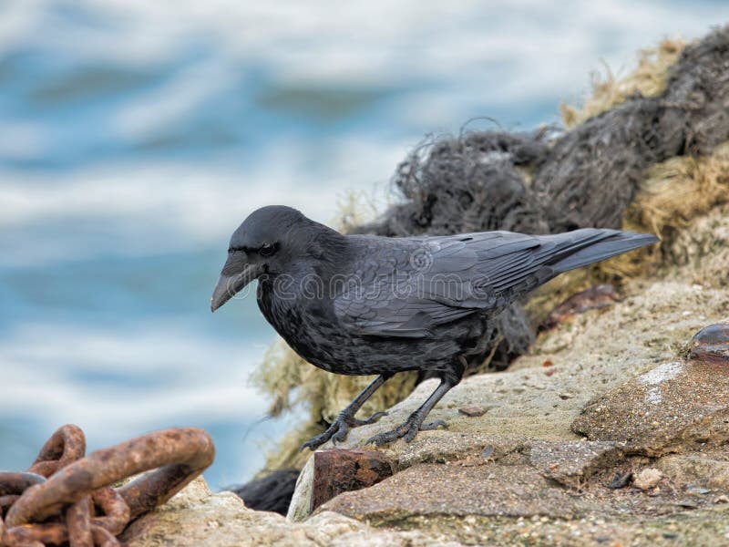 Carrion Crow at the Cobb stock image. Image of cobb - 138263915