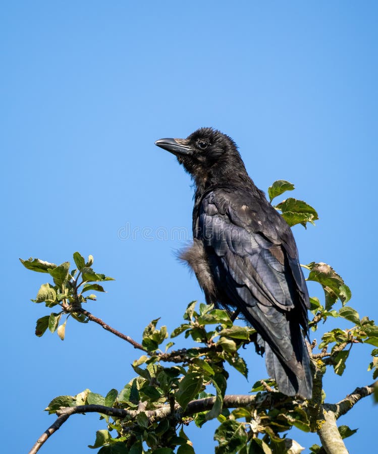 Carrion Crow Juvenile Perched in Tree Stock Image - Image of perched ...