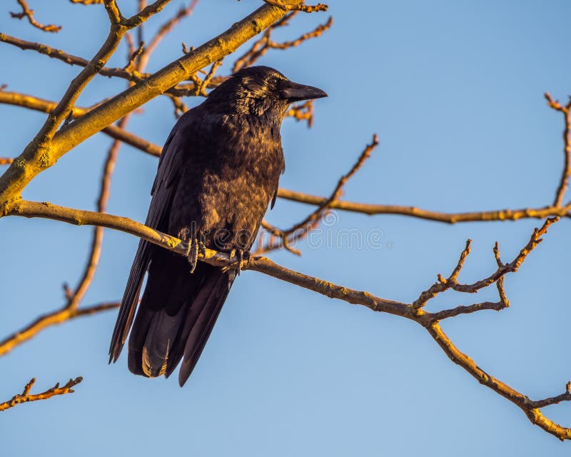 Carrion Crow Perching on Branches Closeup on Blue Sky Background Stock ...