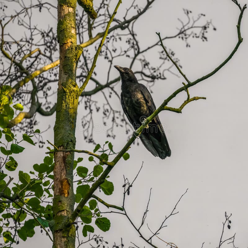 Carrion Crow Perching High on Tree Branches on Gray Sky Background ...